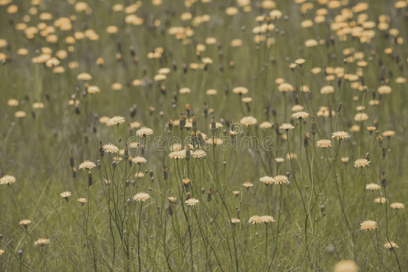 Flowery Landscape in Vintage Color Effect Stock Image - Image of ...