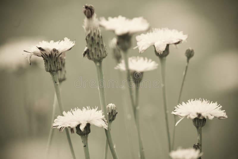Flowery Landscape in Vintage Color Effect Stock Photo - Image of ...