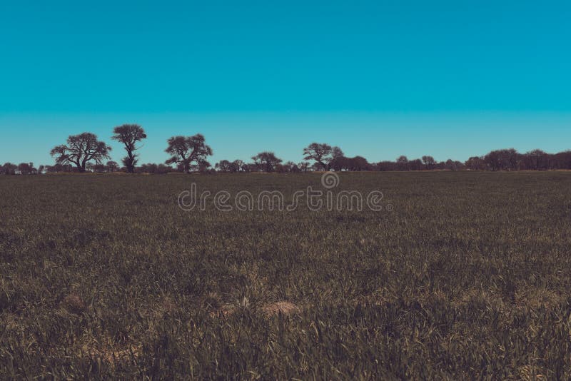 Flowery Landscape in Vintage Color Effect Stock Image - Image of colour ...