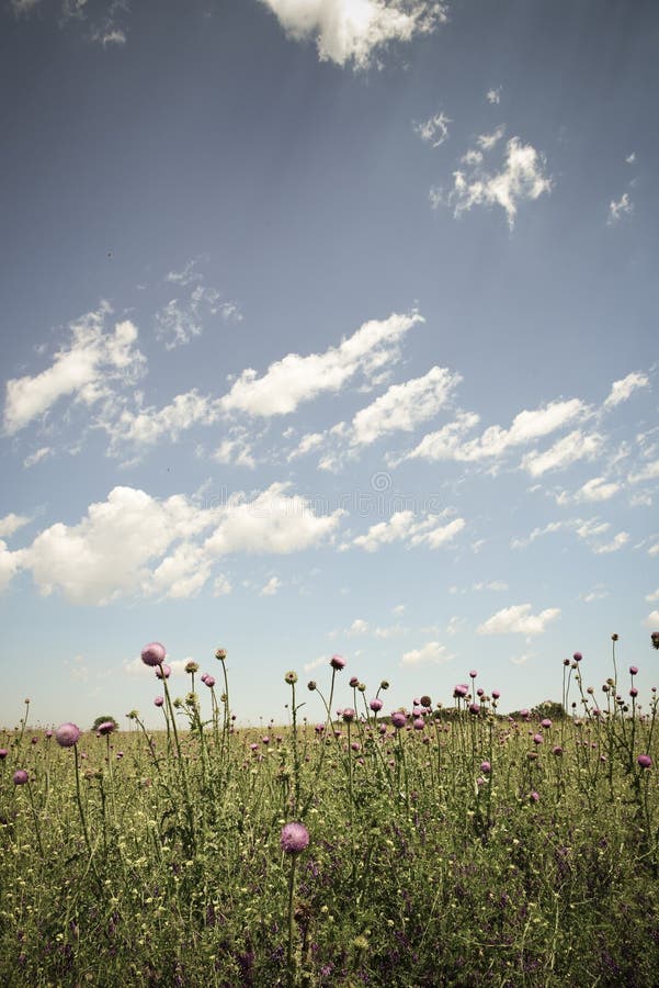 Flowery Landscape in Vintage Color Effect Stock Photo - Image of ...