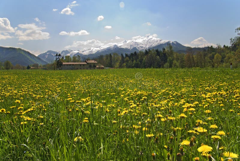 Flowery scenery stock image. Image of environment, flowering - 50525079