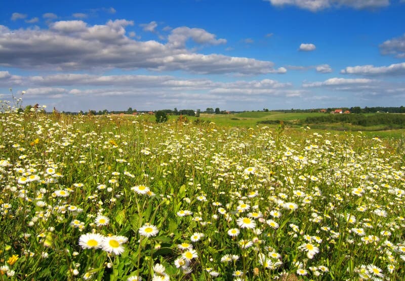Flowery meadow stock image. Image of sunny, flowers, summer - 683249