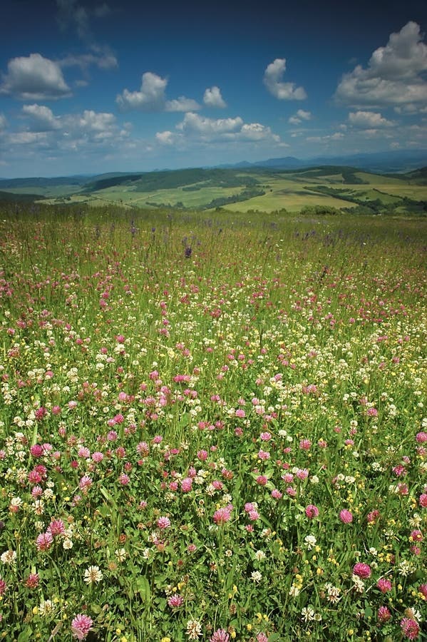 Flowery meadow stock image. Image of life, white, park - 30824337