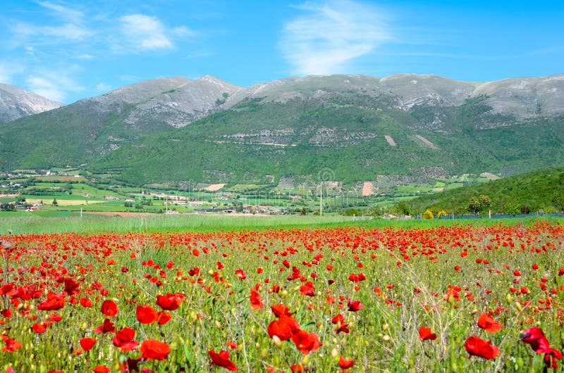 Flowery meadow stock image. Image of green, house, meadows - 34924675