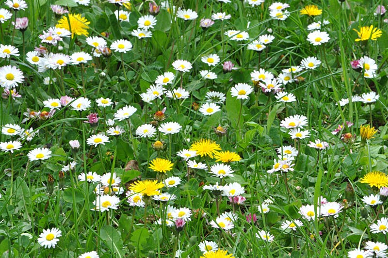 Flowery Meadows in the Spring Stock Photo - Image of flowery, meadows ...