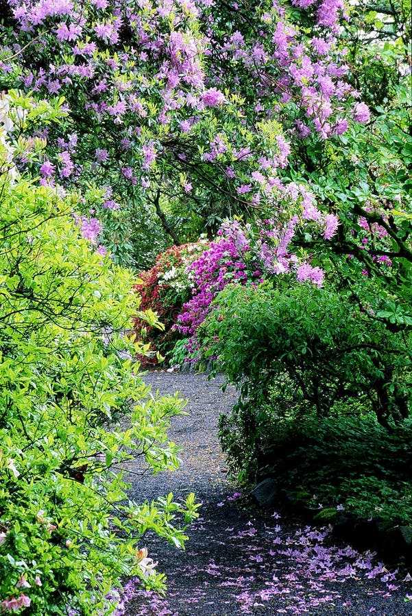 Tree Kangaroo stock image. Image of mammel, nature, australian - 5393941