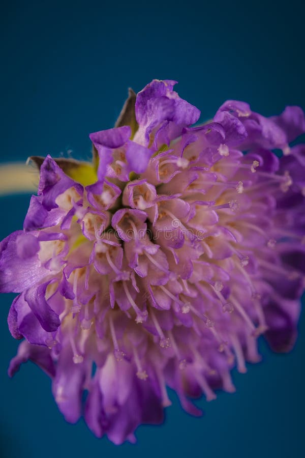 Flowet foto de archivo. Imagen de planta, flora, flor - 32403800