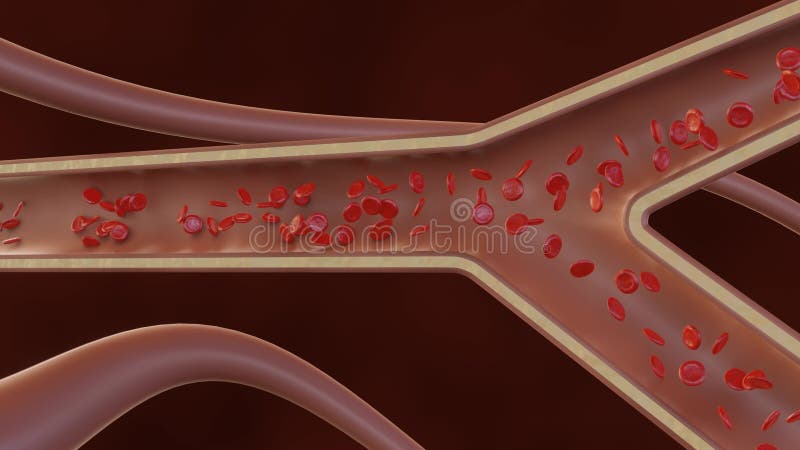 Flowing Blood Cells Inside of Y-shaped Junction in Blood Capillary ...