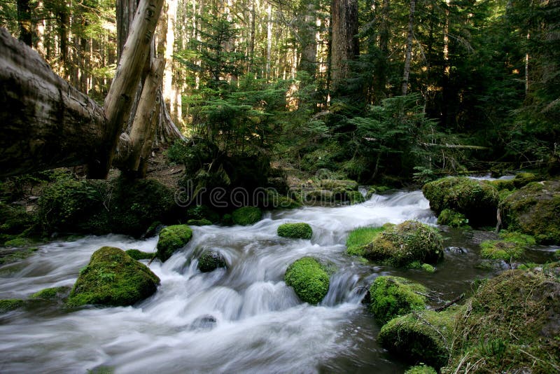Flowing creek stock photo. Image of river, fall, green - 2266170