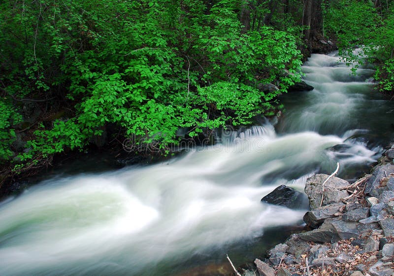 Water Stream stock photo. Image of lush, flowing, humid - 5437334