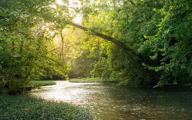 Flowing Creek at Sunset stock photo. Image of forest - 154651704