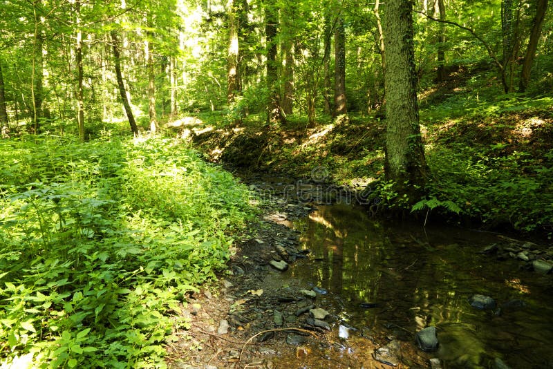 Flowing forest creek stock image. Image of natural, trunks - 78602039