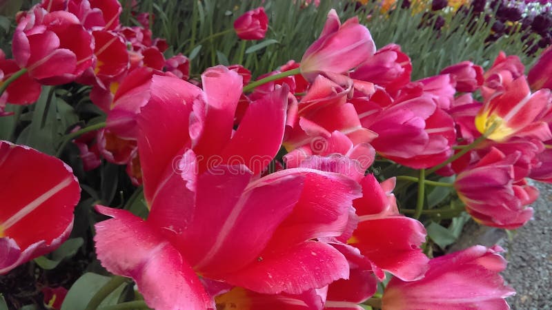 Flowing lilies stock image. Image of bursting, lilies - 96825371