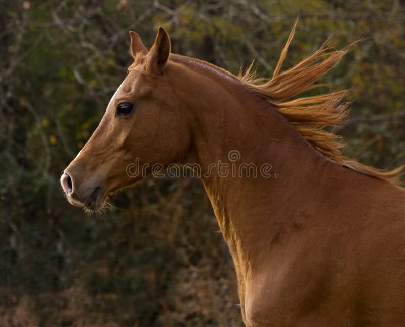 Flowing Mane stock photo. Image of beauty, running, action - 11728924