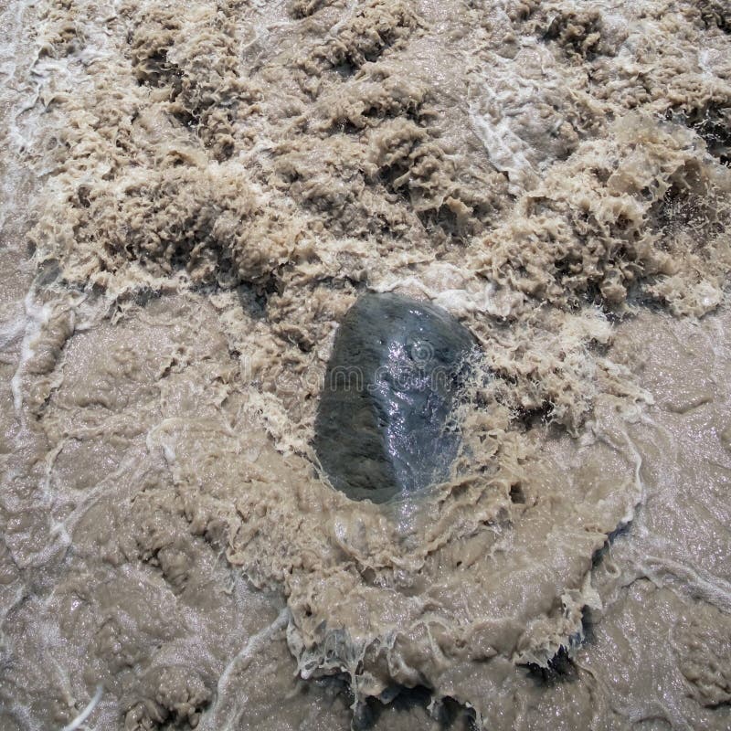 Flowing muddied water stock photo. Image of water, danger - 157410006