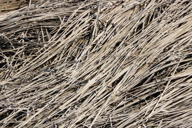 Marsh Reed Background Pattern Stock Image - Image of sunlit, marsh ...