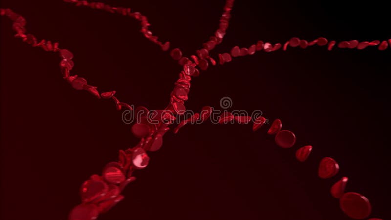 Flowing Red Blood Cells in Vascular Network Animation Stock Footage ...
