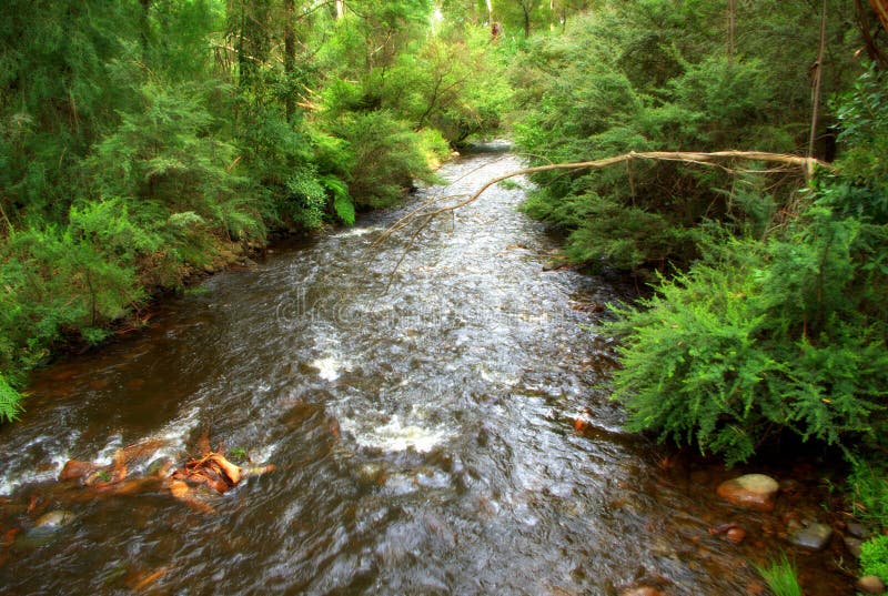 Woodland River stock image. Image of damp, fern, greenery - 1490295