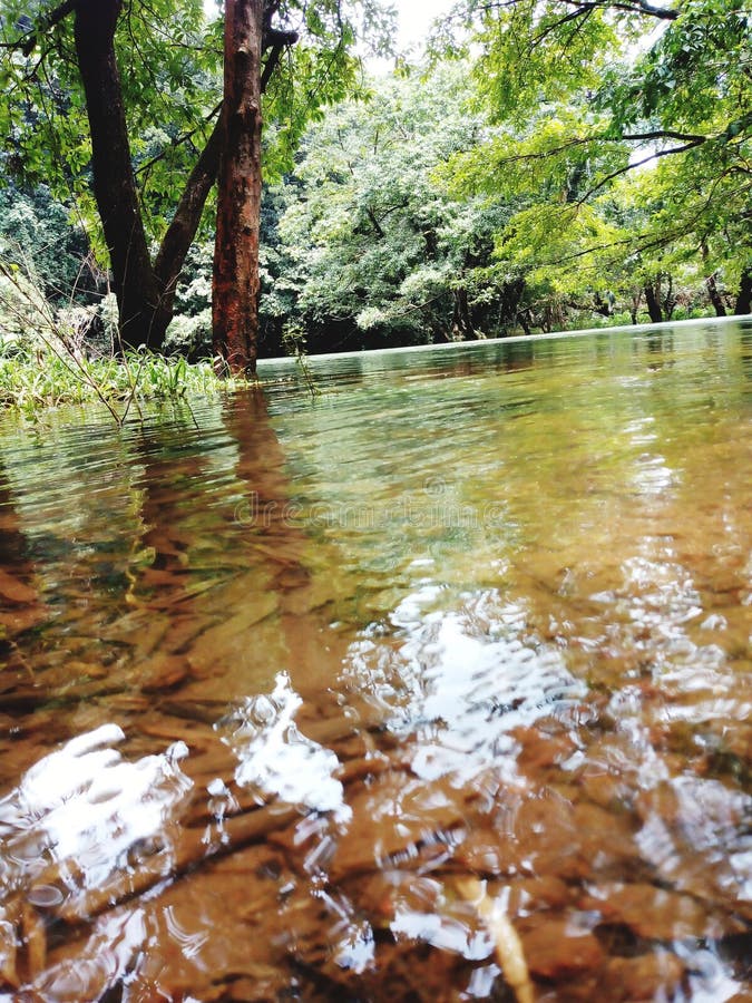 Flowing River and Hanging Branches Stock Image - Image of hangout ...