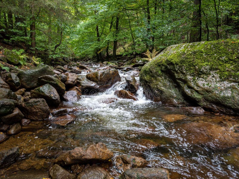 Flowing River Surrounded by Dense Trees in Forest Stock Photo - Image ...