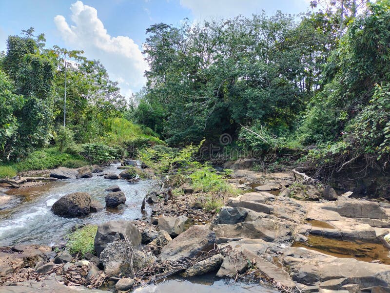 Flowing Rocky River Surrounded by Dense Trees Stock Photo - Image of ...