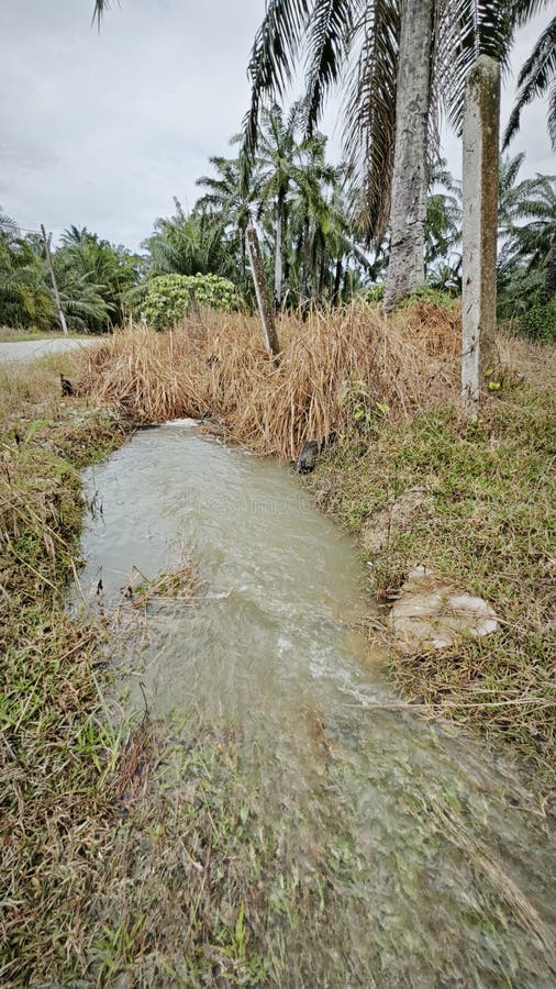 Flowing Side Drain Water Along the Pathway after the Heavy Rain. Stock ...