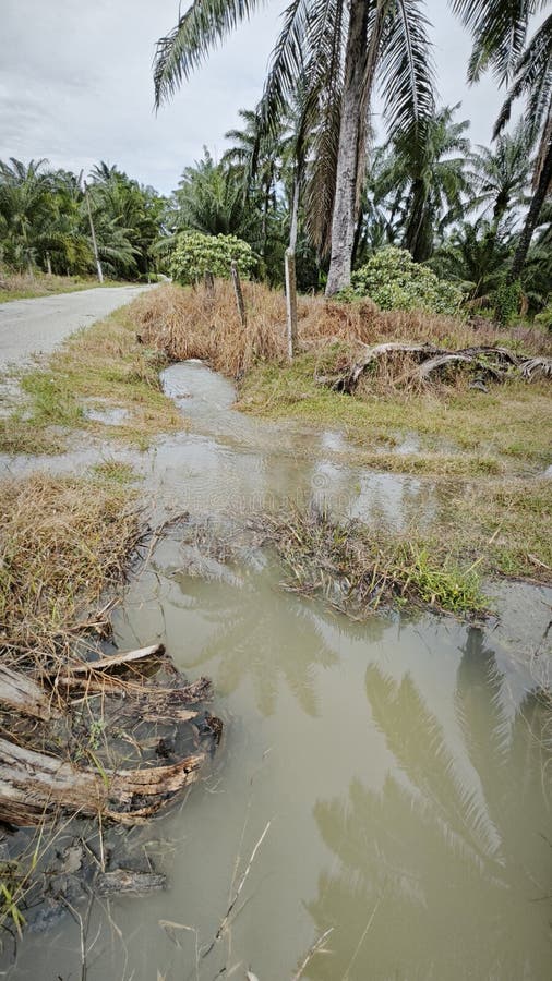 Flowing Side Drain Water Along the Pathway after the Heavy Rain. Stock ...