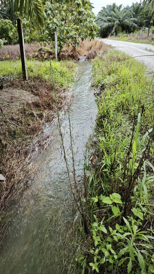 Flowing Side Drain Water Along the Pathway after the Heavy Rain. Stock ...