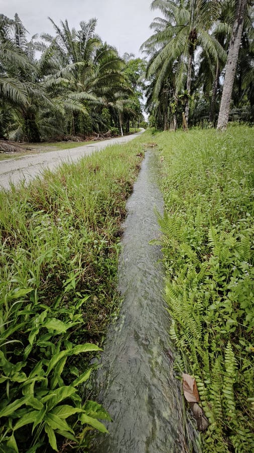 Flowing Side Drain Water Along the Pathway after the Heavy Rain. Stock ...