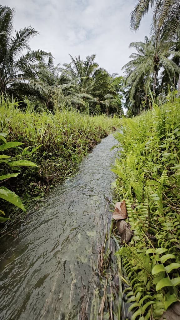 Flowing Side Drain Water Along the Pathway after the Heavy Rain. Stock ...