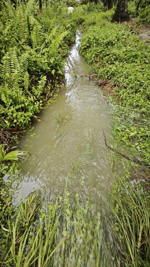 Flowing Side Drain Water Along the Pathway after the Heavy Rain. Stock ...
