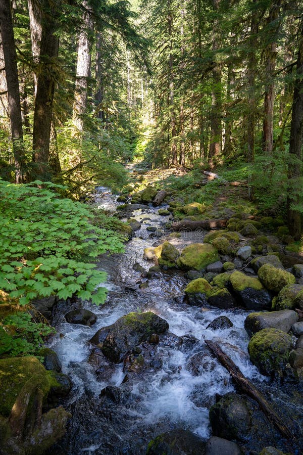 A Flowing Stram Surrounded by Greenery on the Silver Falls Loop Trail ...