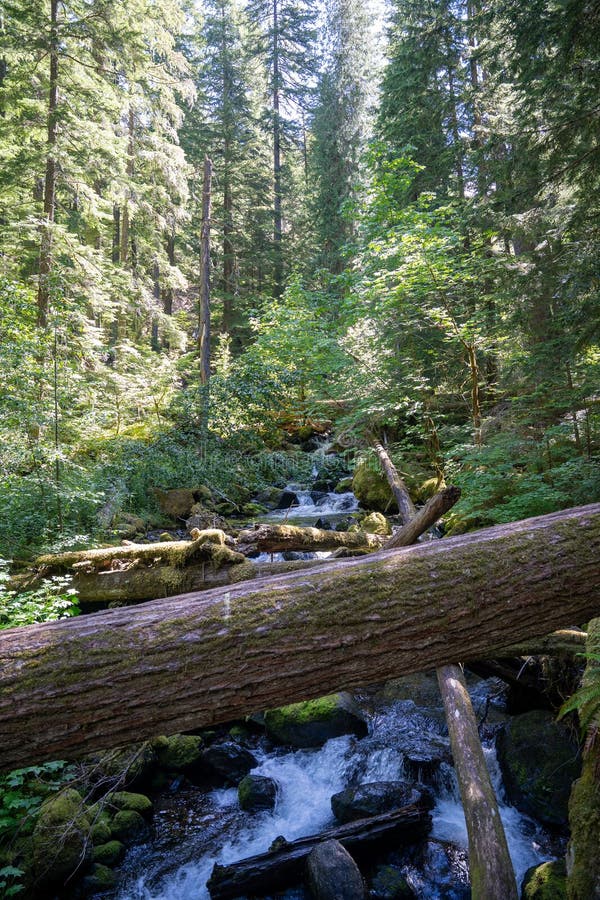 A Flowing Stram Surrounded by Greenery on the Silver Falls Loop Trail ...