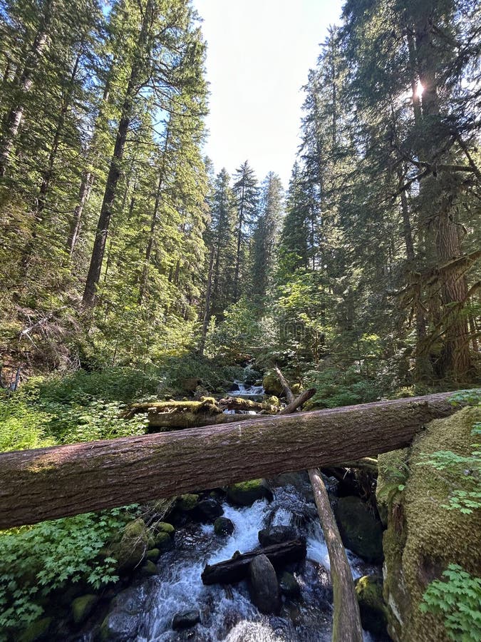 A Flowing Stram Surrounded by Greenery on the Silver Falls Loop Trail ...