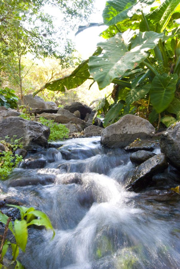 Flowing stream stock photo. Image of fall, forest, hills - 314476