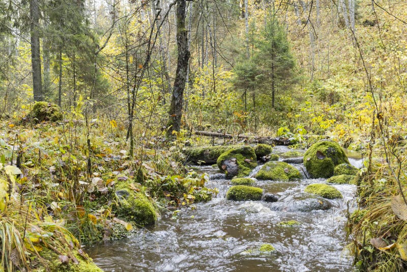 Flowing Stream Creek in Forest in Autumn Stock Image - Image of ...