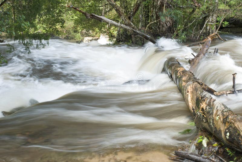 Flowing Stream in the Forest Stock Image - Image of beautiful ...