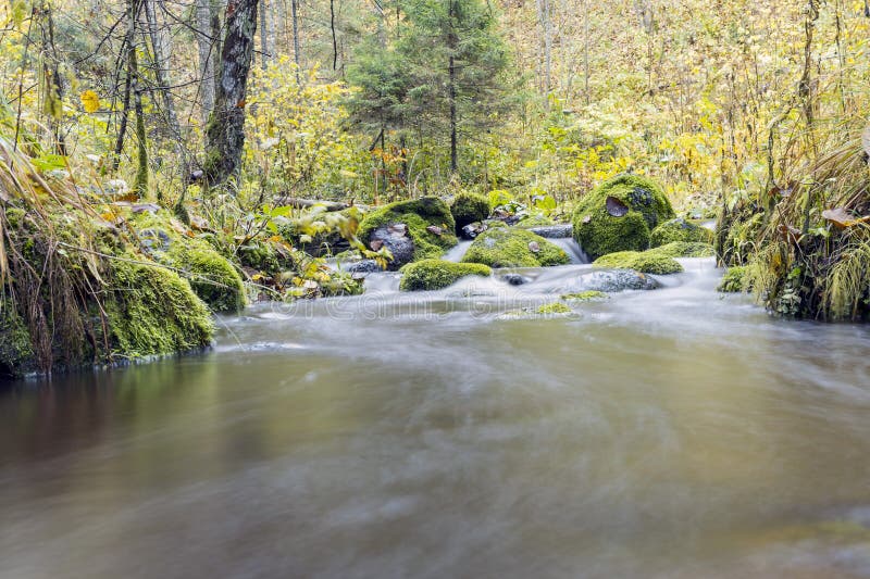 Flowing Stream in Forest in Autumn Stock Image - Image of park, leaf ...