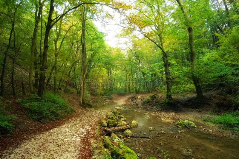 Flowing Stream in Forest with Path Stock Photo - Image of autumn ...