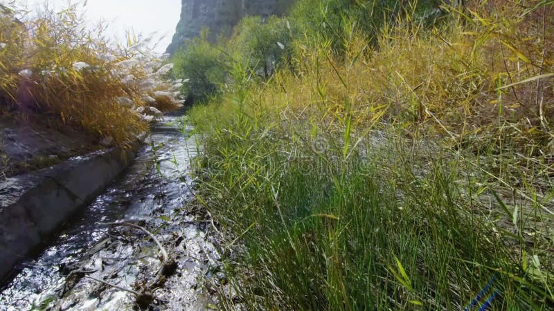 Weeds Grow Abundantly in the Grasslands Stock Footage - Video of ...