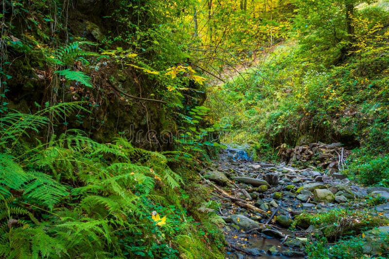 Flowing Stream in Green Forest Stock Image - Image of deciduous, tree ...