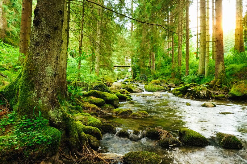 Flowing Stream on the Forest Stock Image - Image of outdoor, background ...
