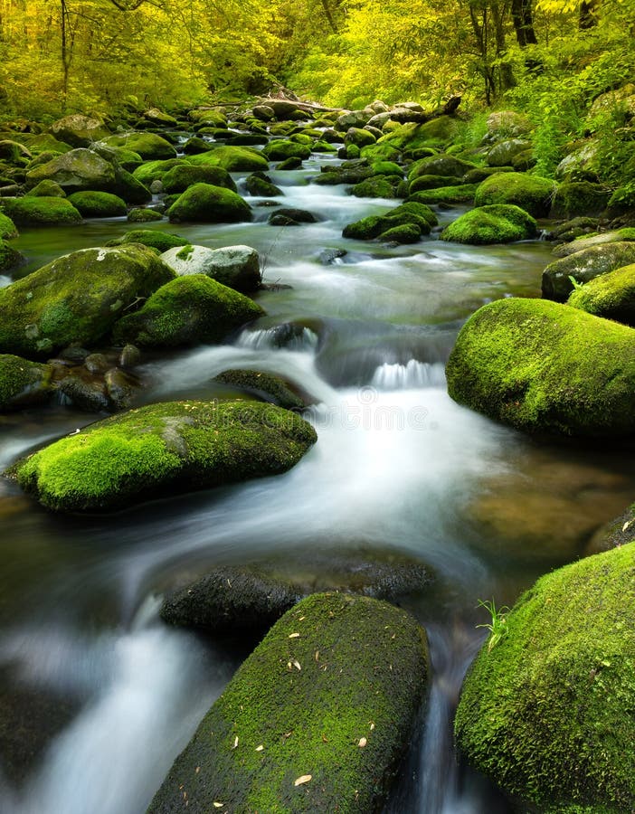 Flowing Stream Winding through the Forst Stock Image - Image of plant ...