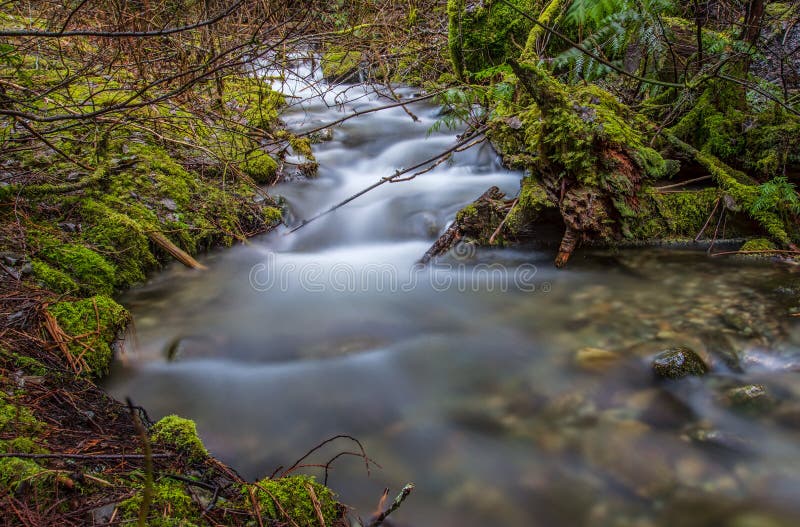 Flowing Stream Winding through the Forst Stock Image - Image of plant ...