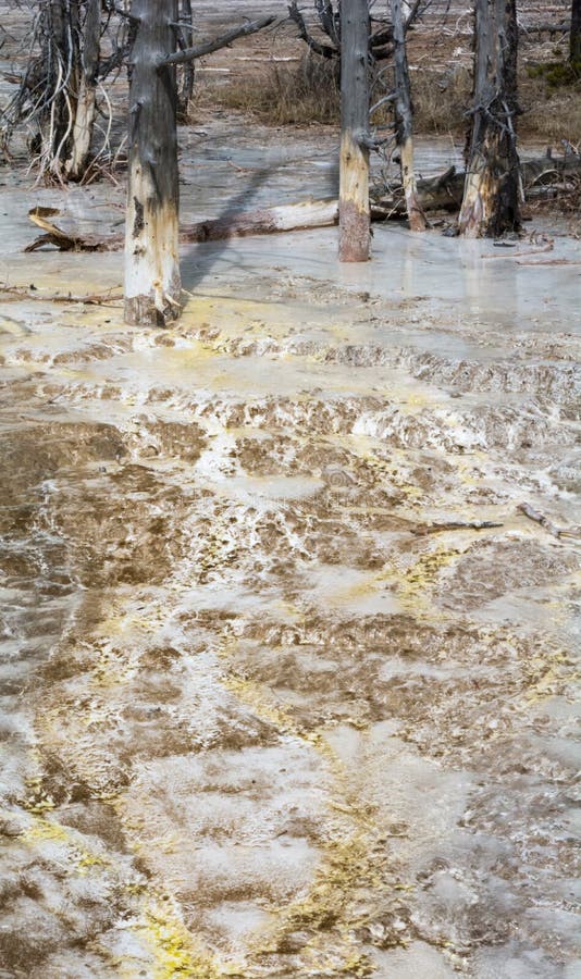 Flowing Yellow Mud with Bare Tree Trunks Stock Photo - Image of white ...