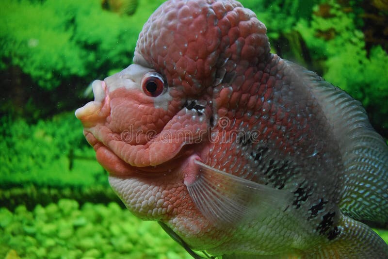 Flowrine Fish Stock Photos - Free & Royalty-Free Stock Photos from ...