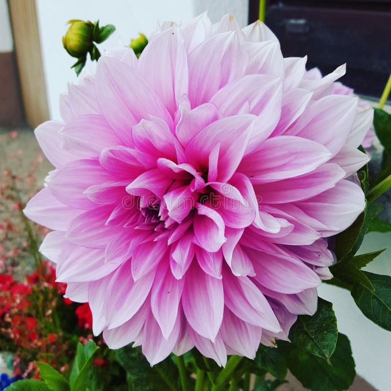 169 Flowwer Stock Photos - Free & Royalty-Free Stock Photos from Dreamstime