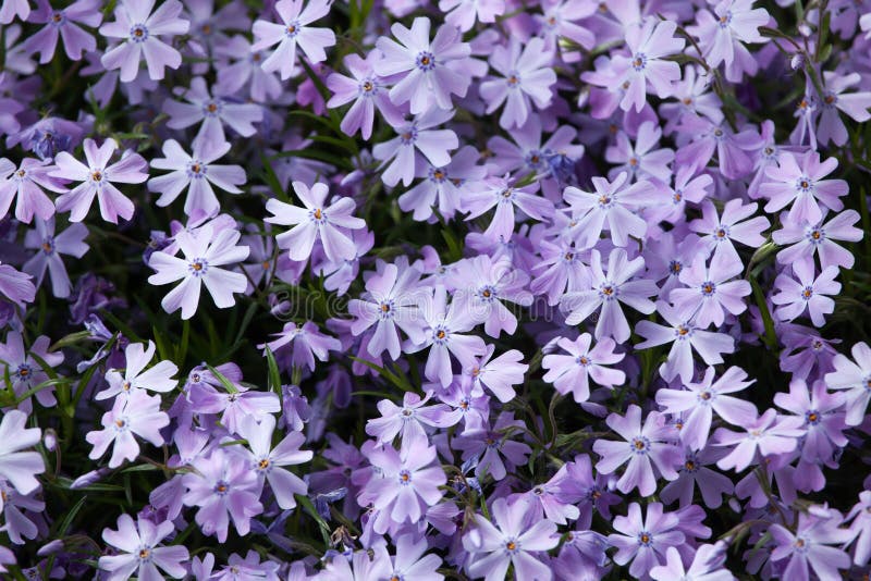 Flox Do Rastejamento (subulata Do Flox) Foto de Stock - Imagem de ...