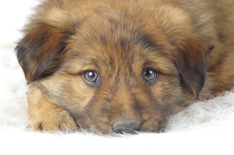 Fluff stock photo. Image of mutt, adopt, neuter, collie - 1824052