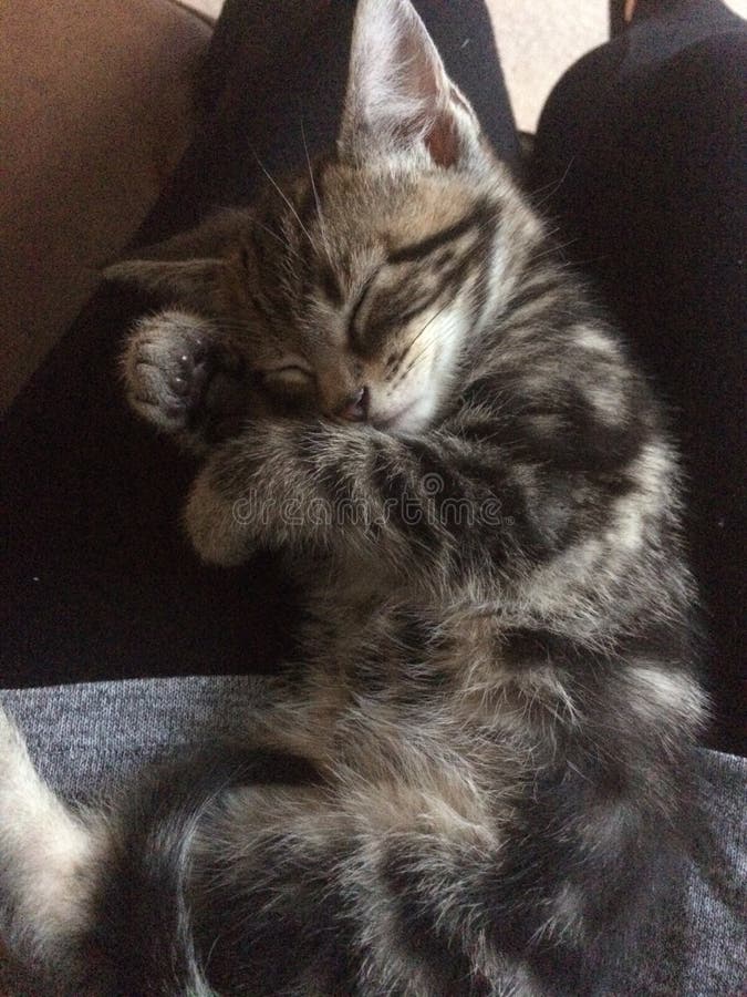 Fluff Ball stock image. Image of fluff, curled, ball - 110496107